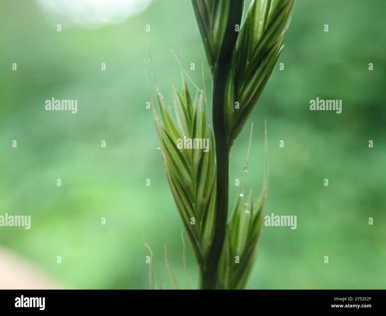 Italian Ryegrass (Lolium multiflorum) Plantae Stock Photo - Alamy