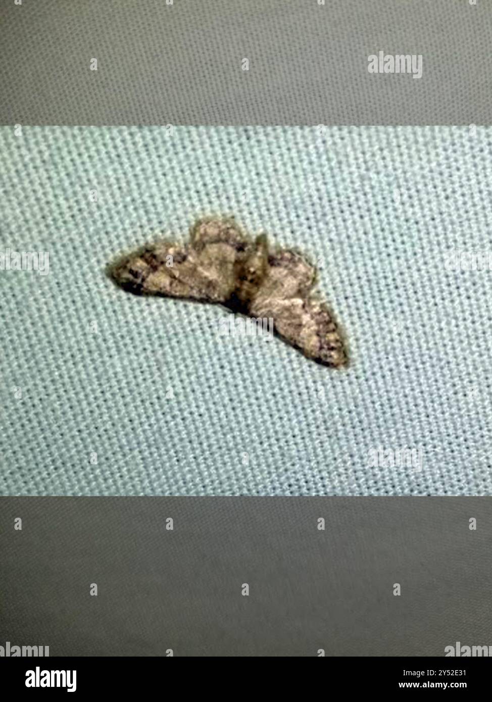 Geometer Moths (Geometridae) Insecta Stock Photo - Alamy