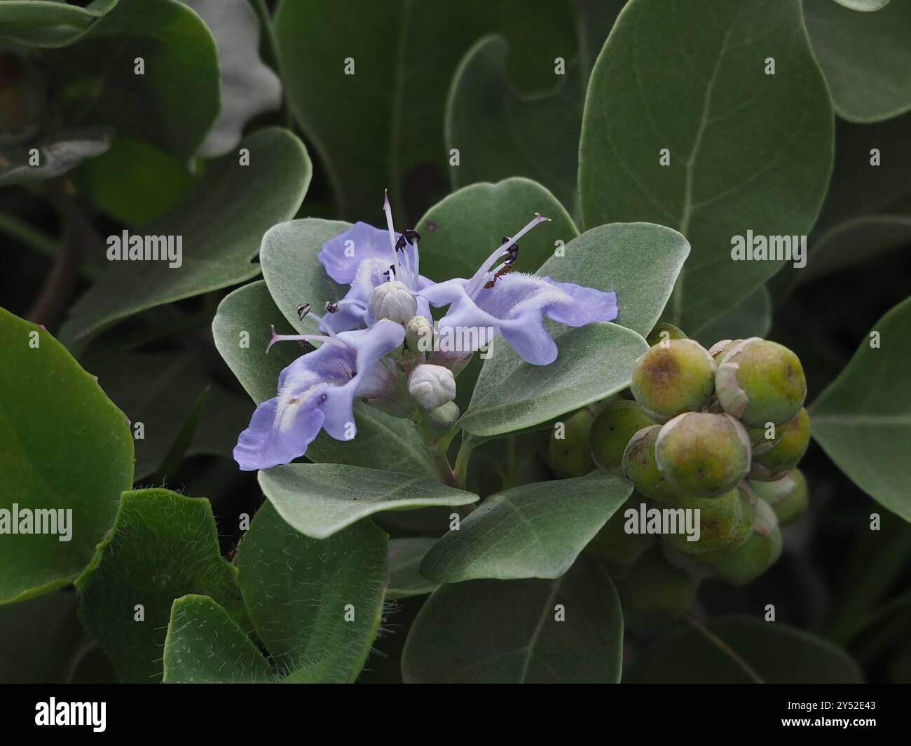 Beach Vitex (Vitex rotundifolia) Plantae Stock Photo - Alamy