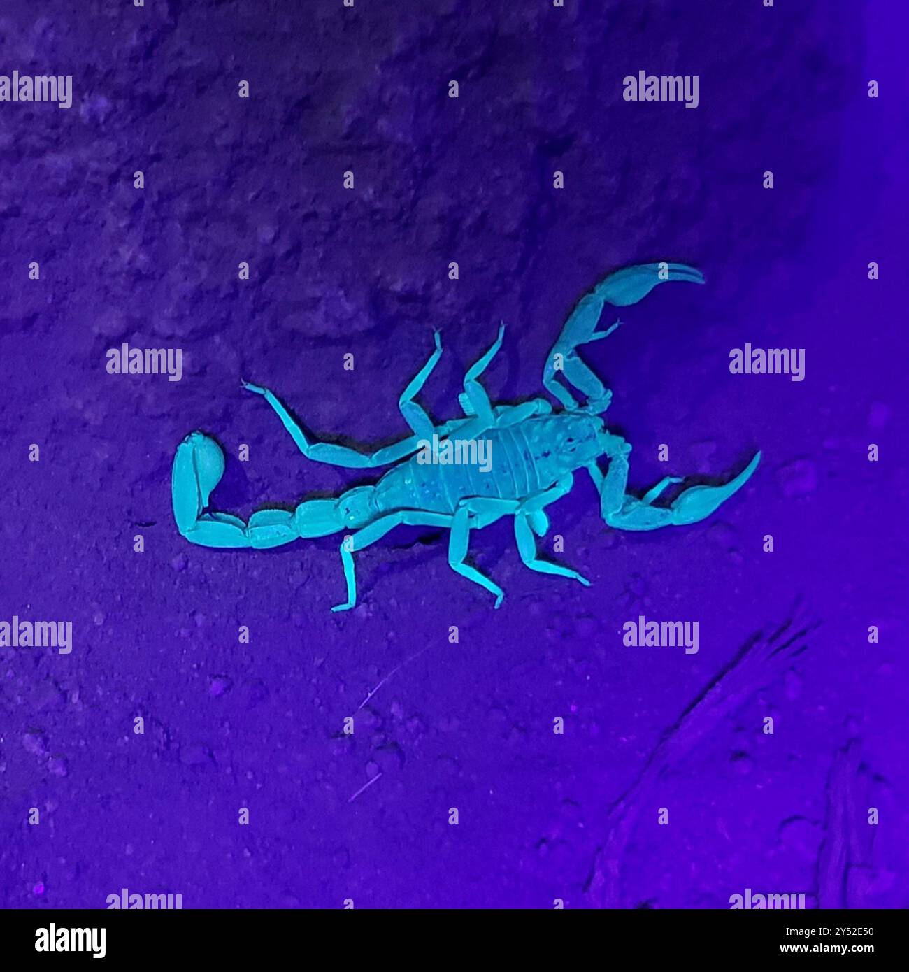 California common scorpion (Paruroctonus silvestrii) Arachnida Stock ...