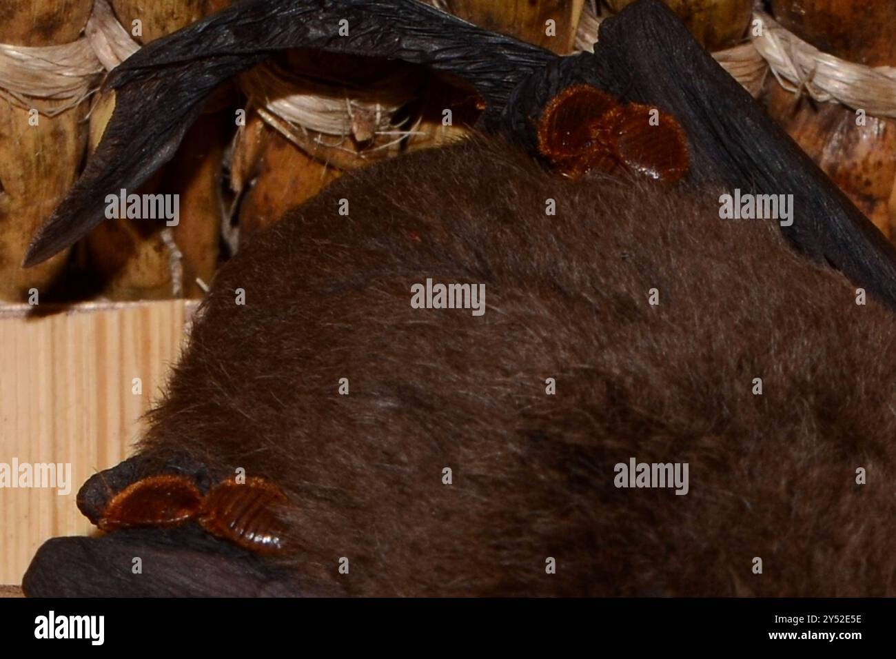 Bed Bugs (Cimicidae) Insecta Stock Photo - Alamy