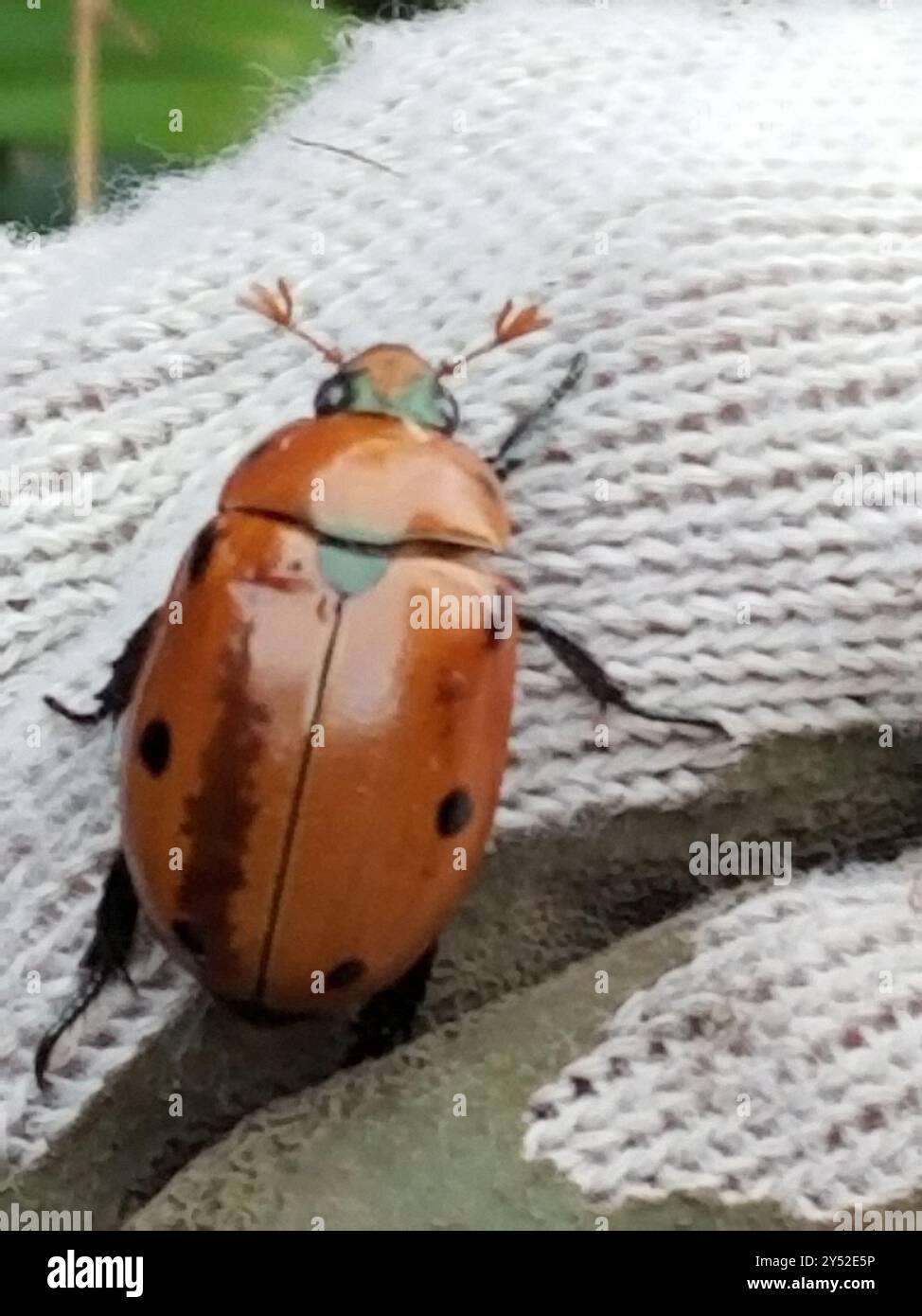 Grapevine Beetle (Pelidnota punctata) Insecta Stock Photo - Alamy
