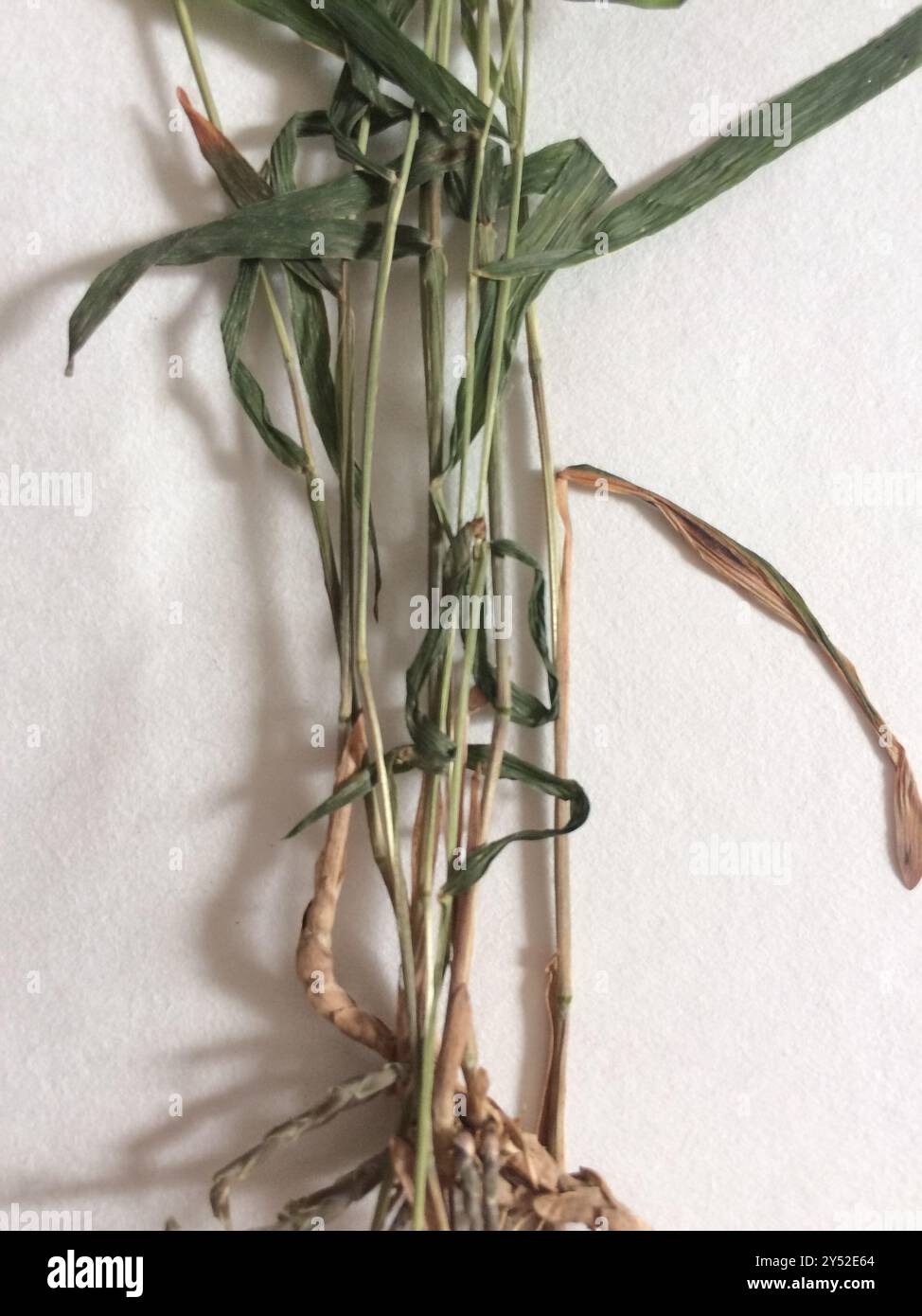 Slim-flower Muhly (Muhlenbergia tenuiflora) Plantae Stock Photo - Alamy