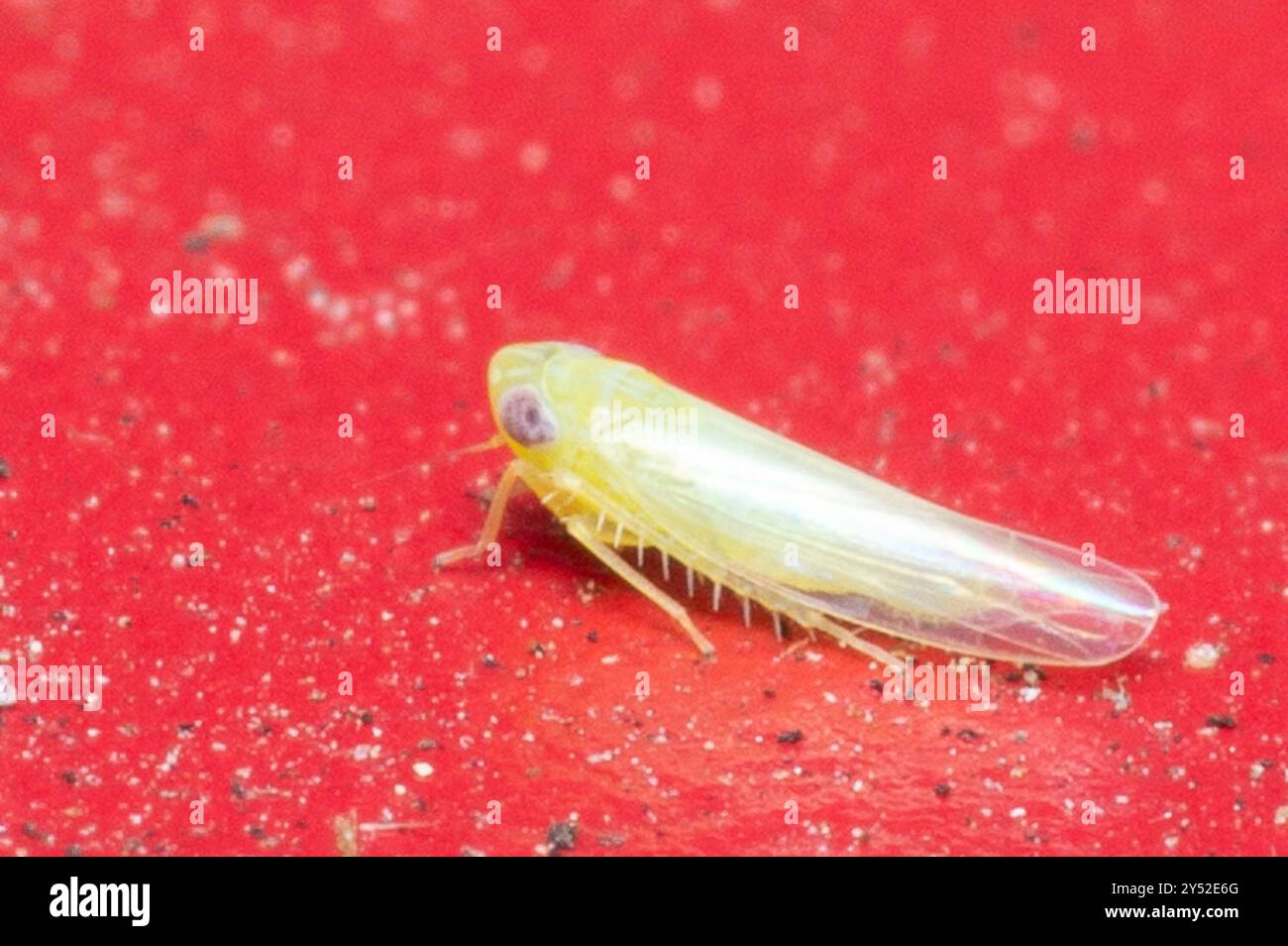 Potato Leafhopper (Empoasca fabae) Insecta Stock Photo - Alamy
