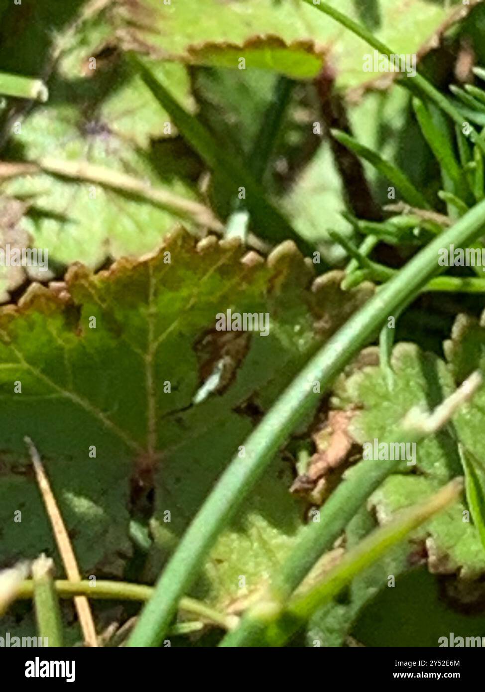 Geometer Moths (Geometridae) Insecta Stock Photo - Alamy
