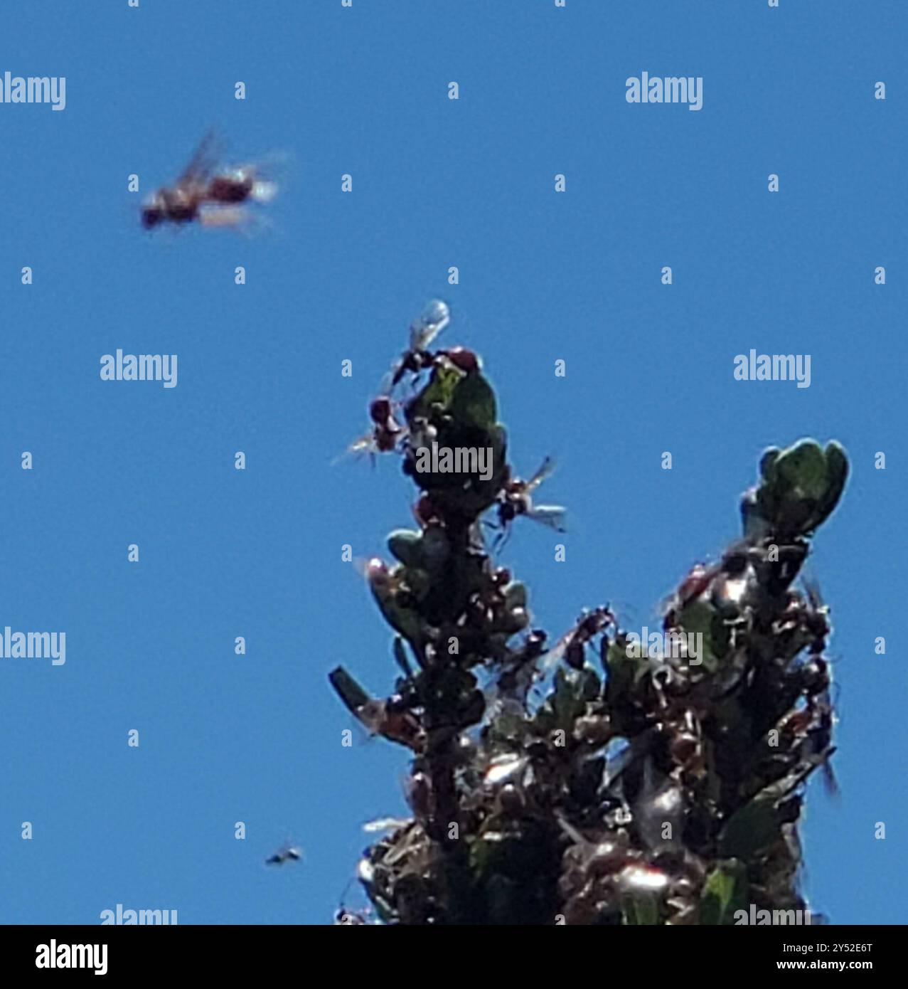 Typical American Harvester Ants (Pogonomyrmex) Insecta Stock Photo - Alamy