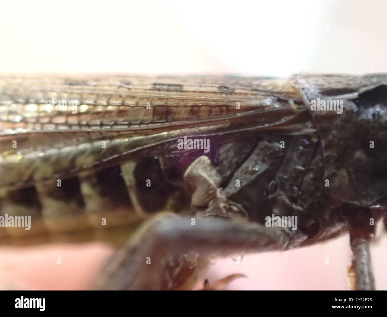 Bow-winged Grasshopper (Chorthippus biguttulus) Insecta Stock Photo - Alamy