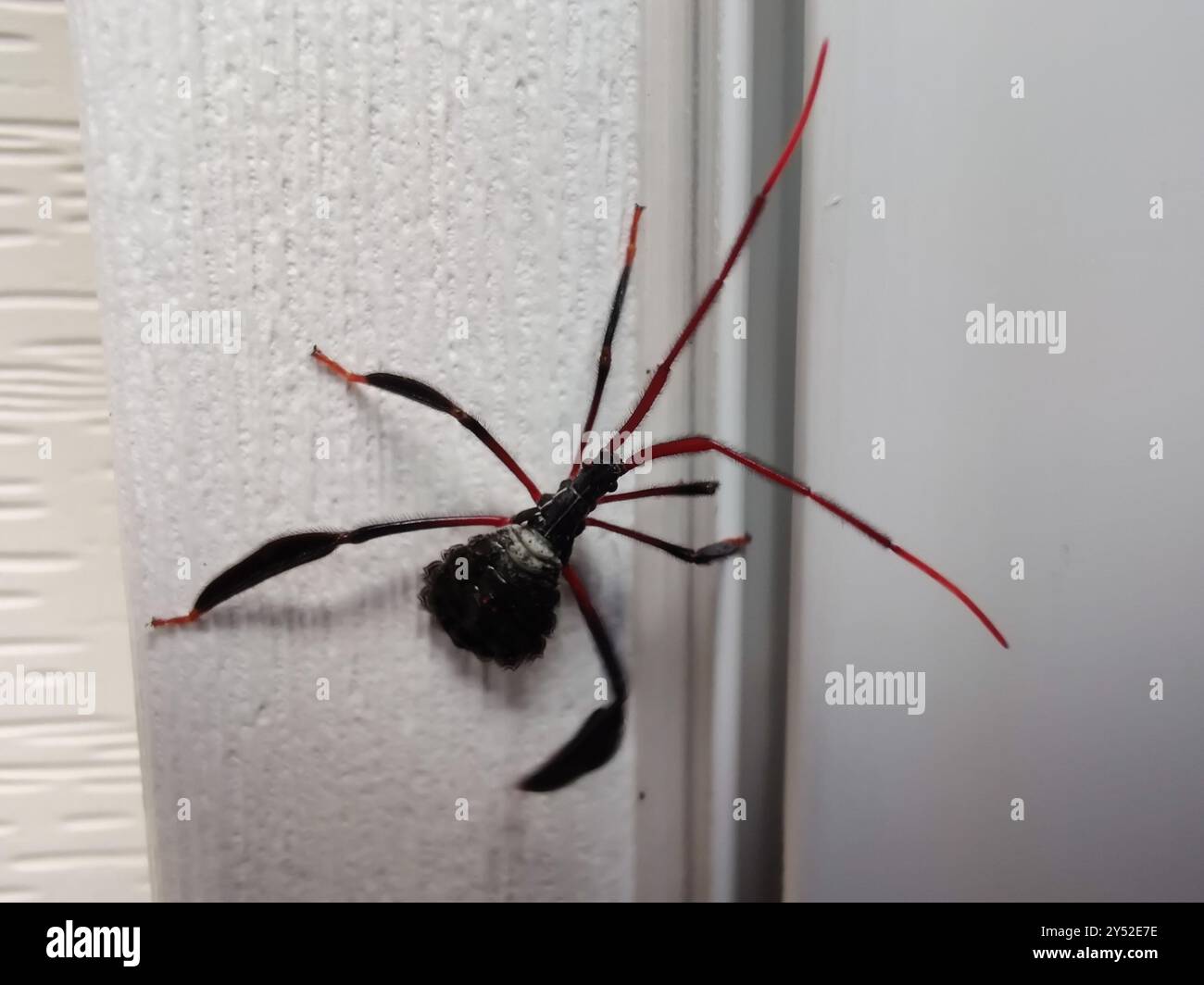 Spine-headed Bugs (Acanthocephala) Insecta Stock Photo - Alamy