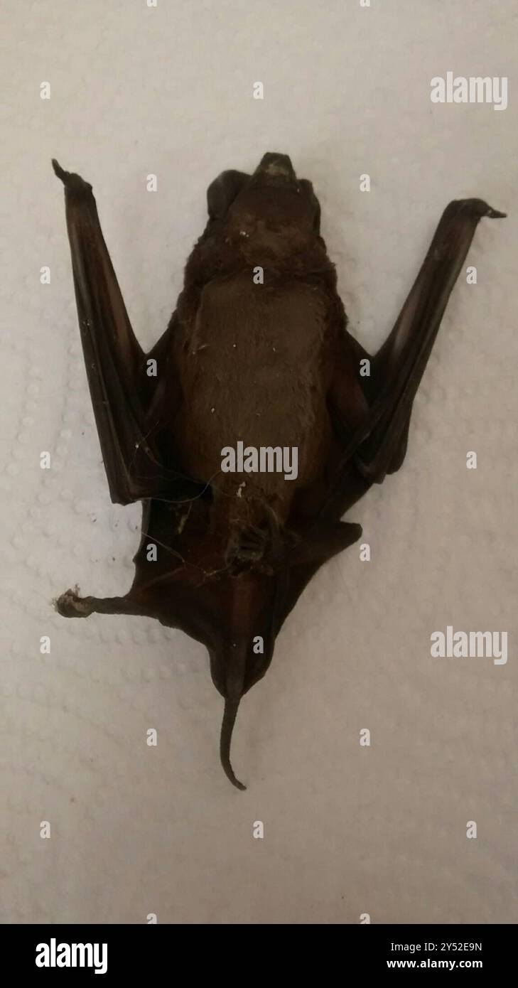 Free-tailed Bats (Molossidae) Mammalia Stock Photo - Alamy