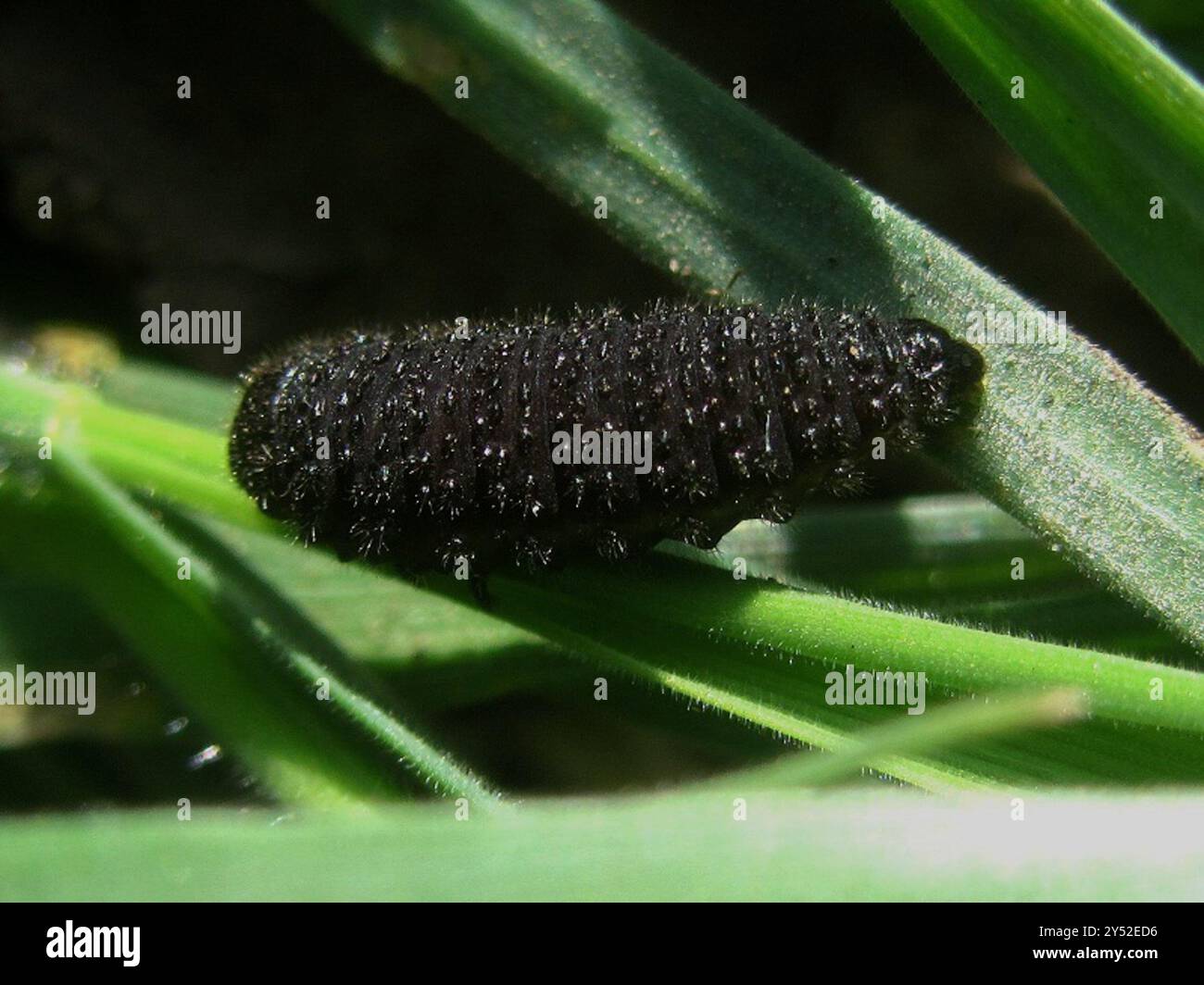 Entomoscelis hi-res stock photography and images - Alamy