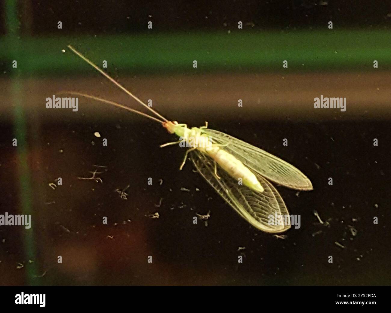 common green lacewings (Chrysoperla) Insecta Stock Photo - Alamy