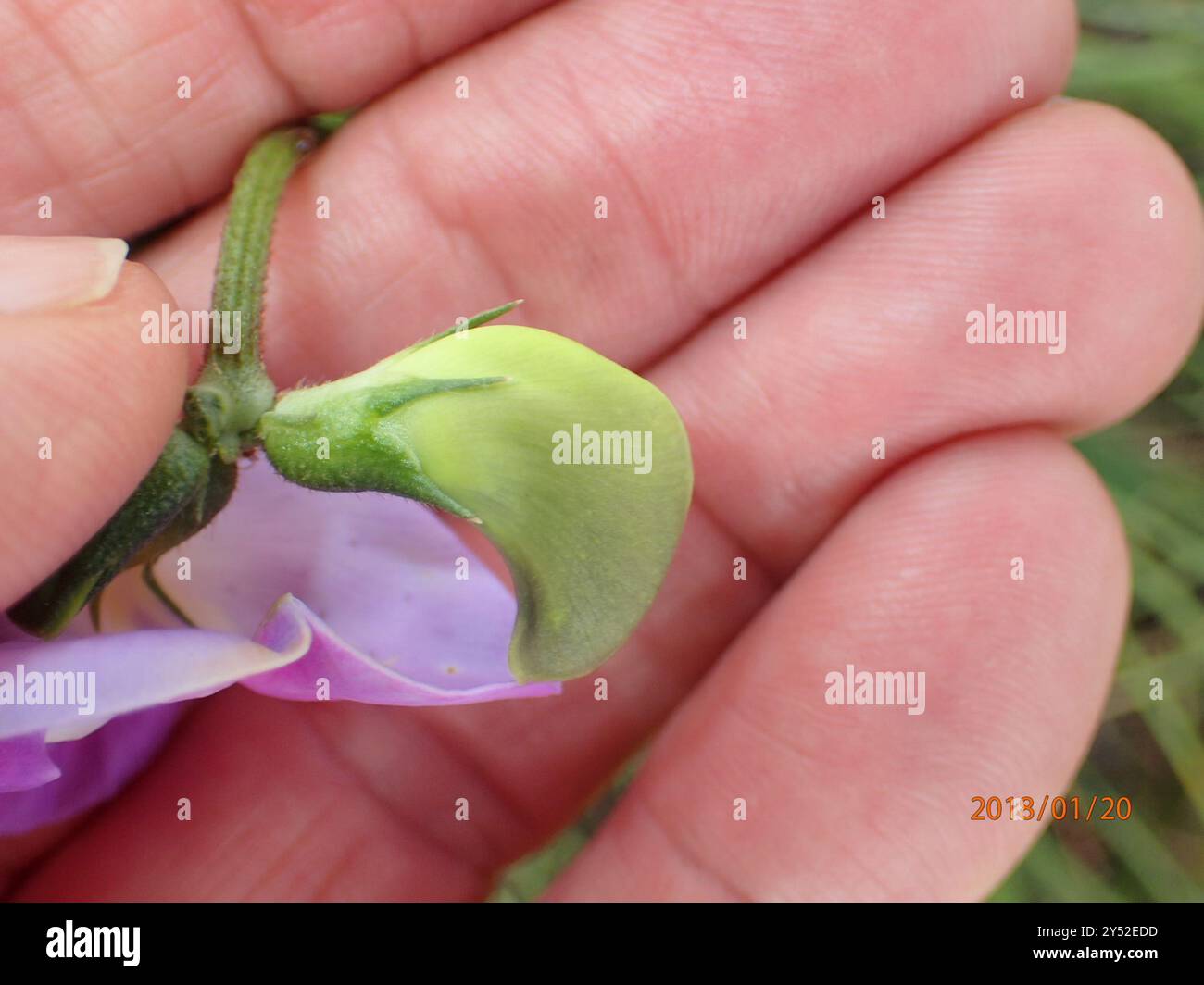Wild Cow Pea (Vigna vexillata) Plantae Stock Photo - Alamy
