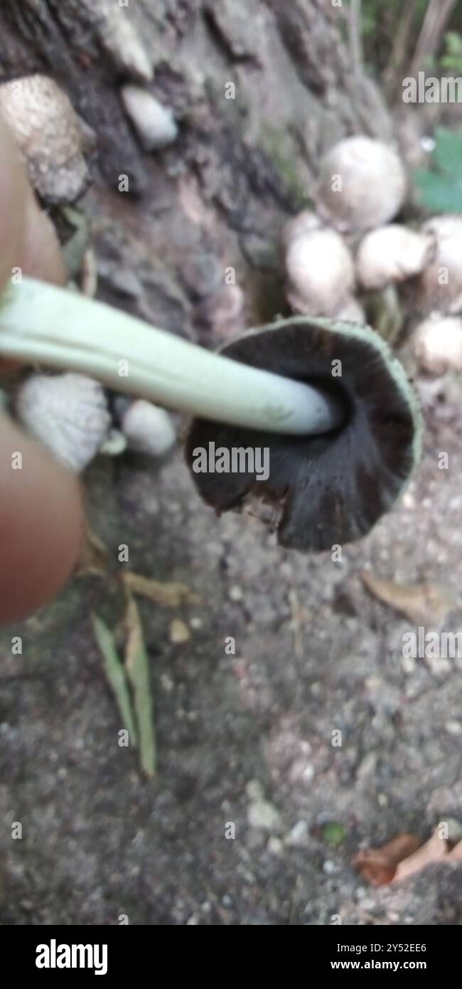 scaly ink cap (Coprinopsis variegata) Fungi Stock Photo - Alamy