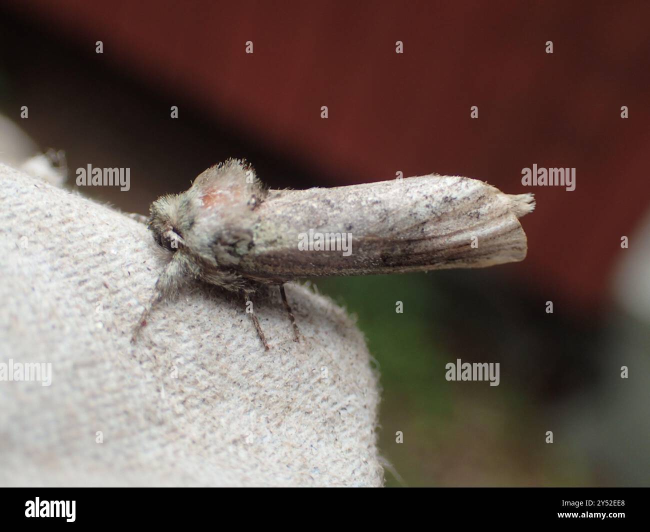 Unicorn Prominent (Coelodasys unicornis) Insecta Stock Photo - Alamy