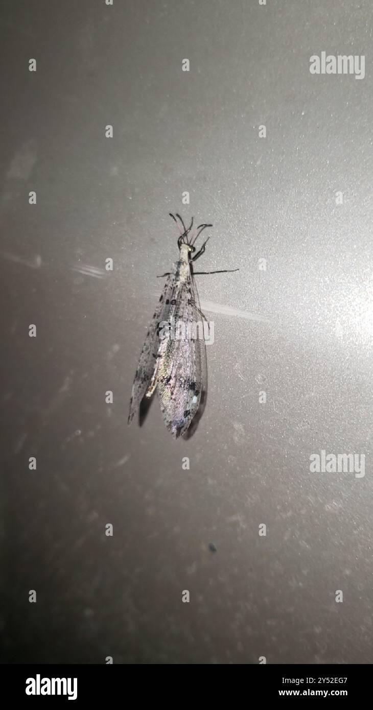 Eastern Spotted-winged Antlion (Dendroleon obsoletus) Insecta Stock ...