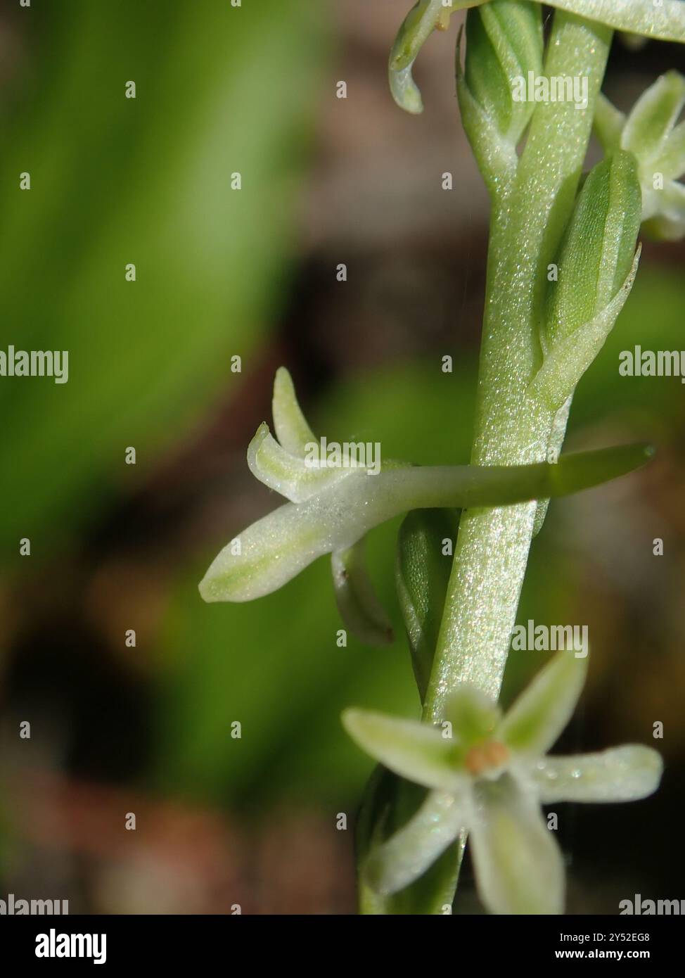 Flat Spurred Piperia (Platanthera transversa) Plantae Stock Photo - Alamy