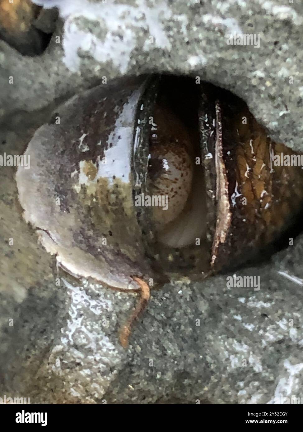 Piddocks and Angelwings (Pholadidae) Mollusca Stock Photo - Alamy