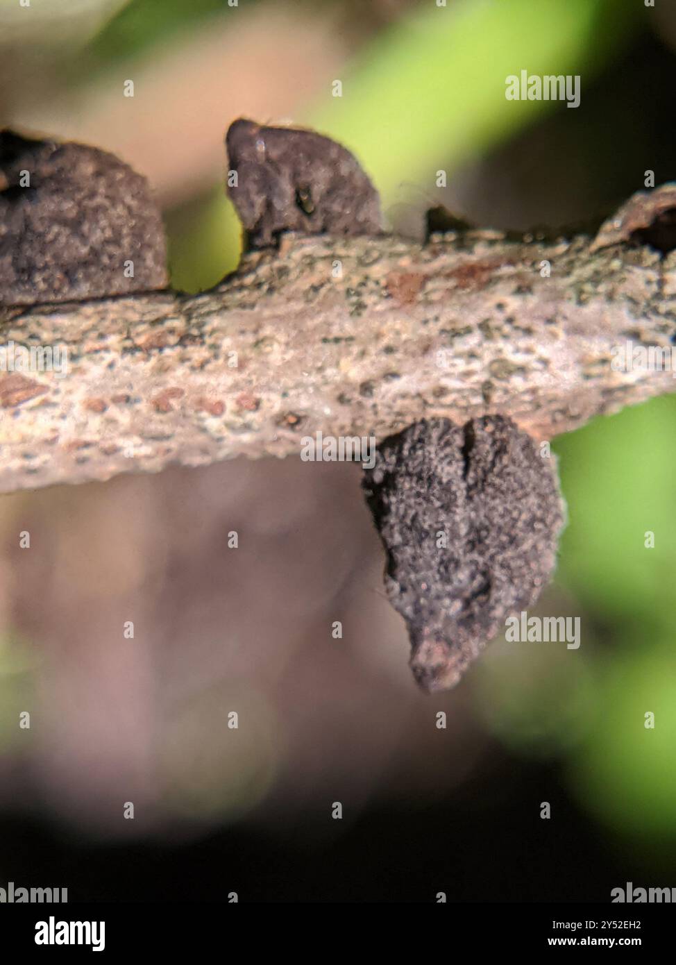 Oak Rough Bulletgall Wasp (Disholcaspis quercusmamma) Insecta Stock ...