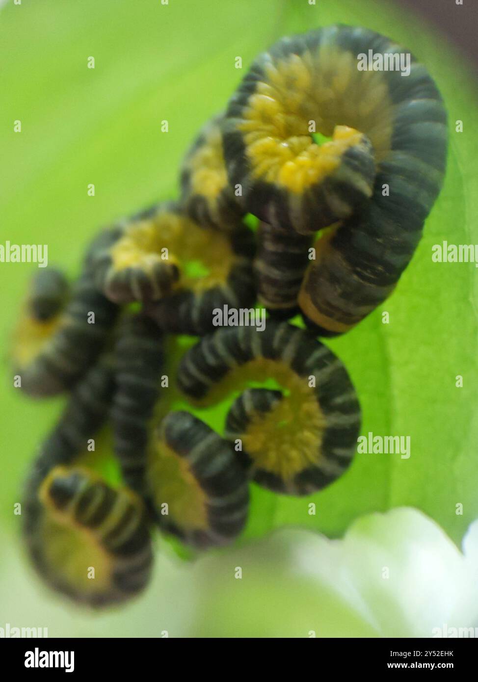 (Macremphytus tarsatus) Insecta Stock Photo - Alamy