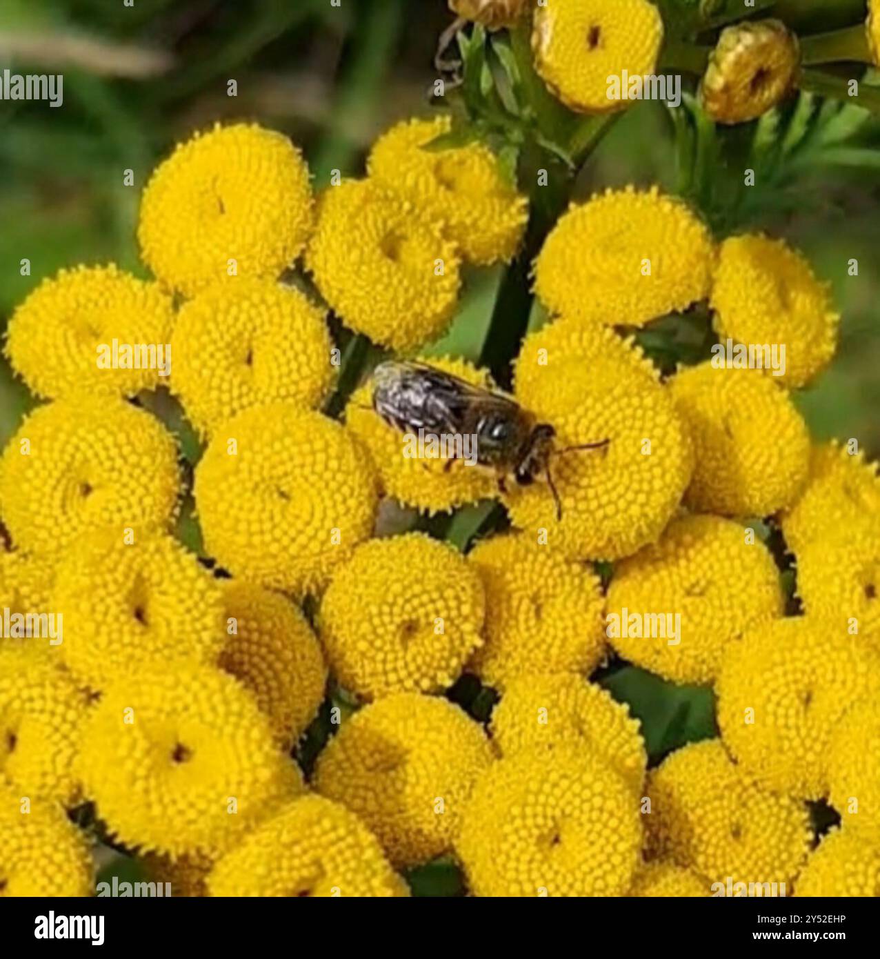 Cellophane Bees (Colletes) Insecta Stock Photo - Alamy