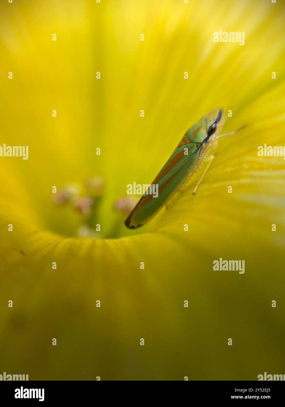 Rhododendron Leafhopper (Graphocephala fennahi) Insecta Stock Photo - Alamy