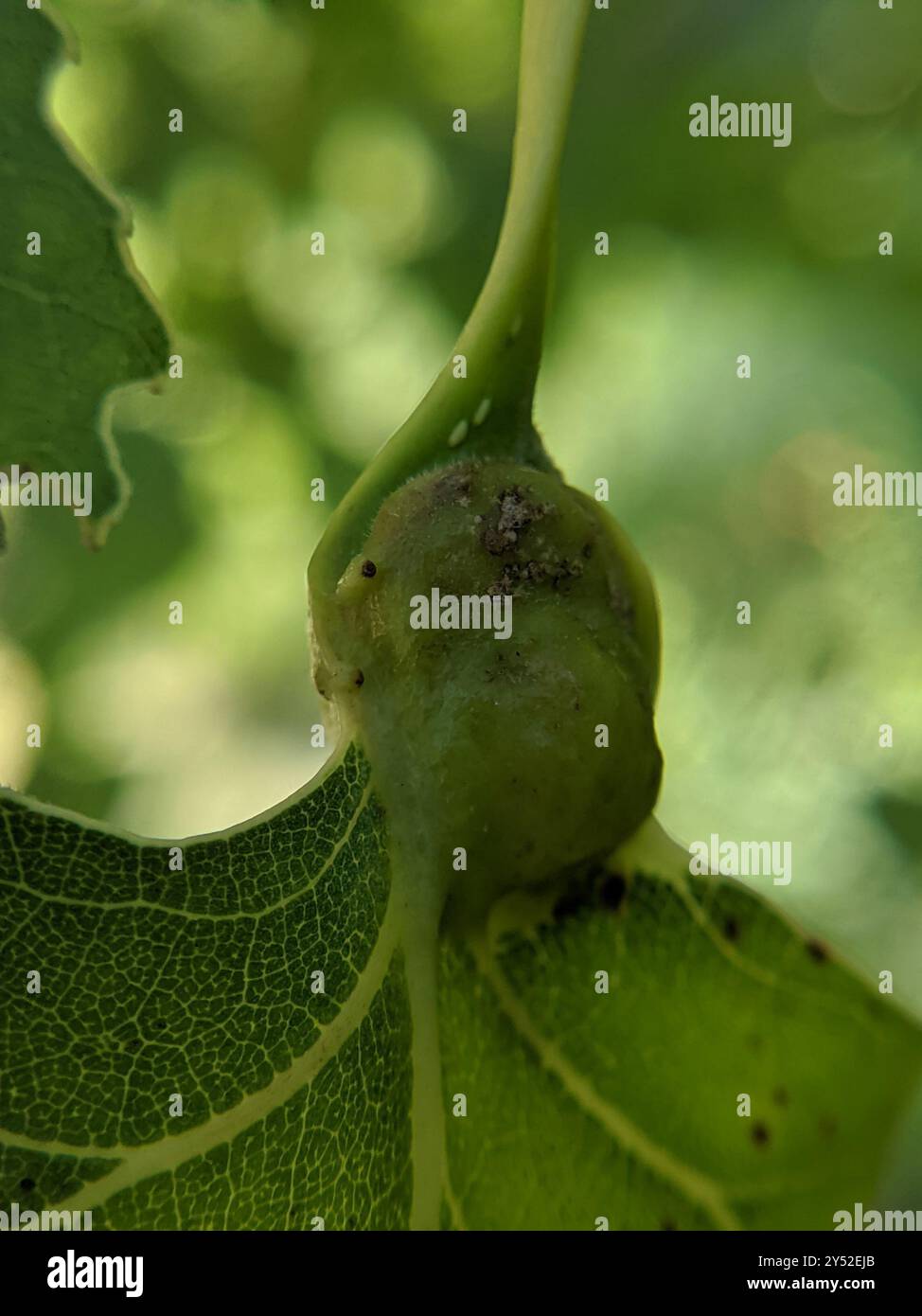 Poplar Leaf-base Gall (Pemphigus populicaulis) Insecta Stock Photo - Alamy