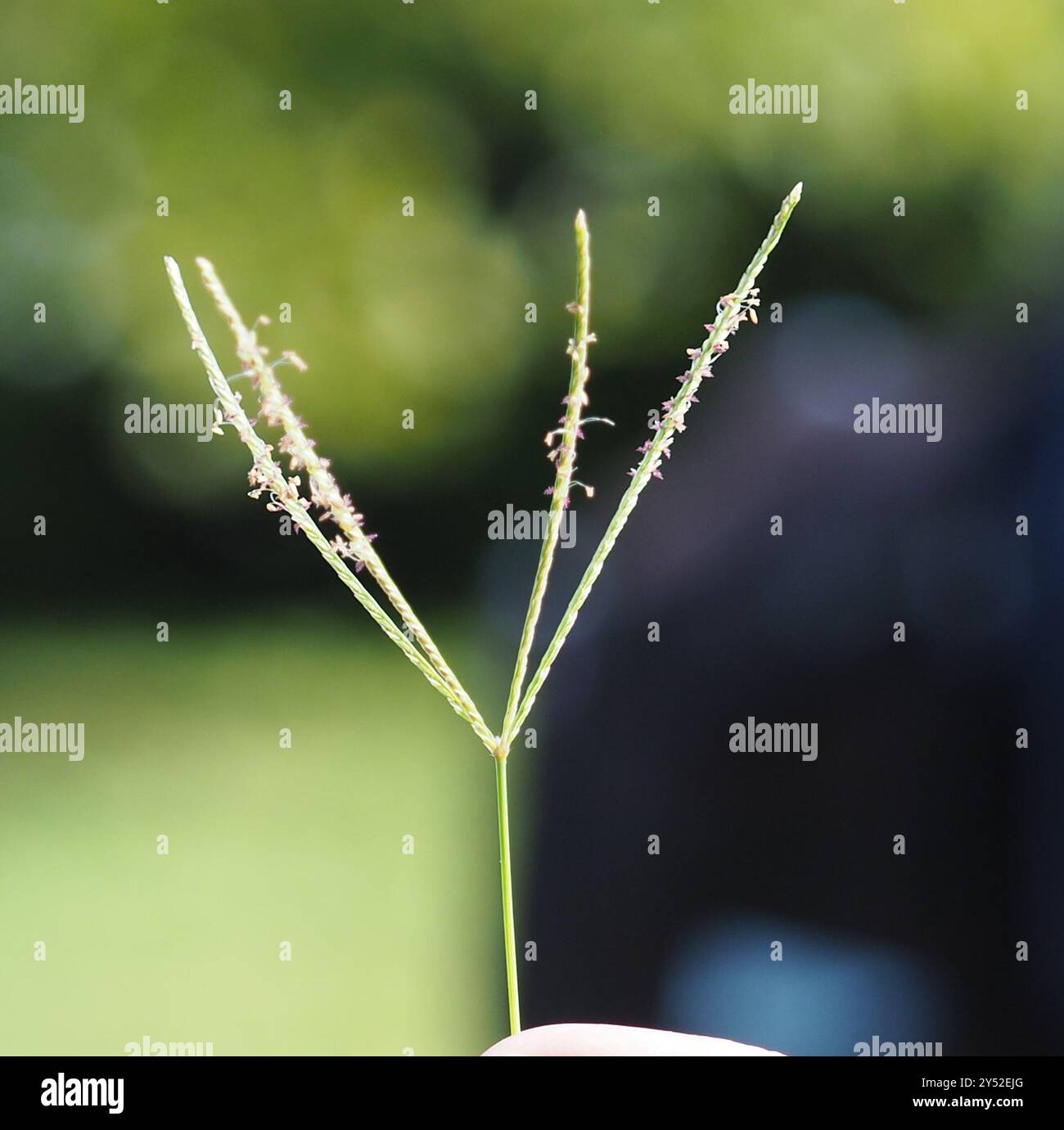 Bermuda grass (Cynodon dactylon) Plantae Stock Photo - Alamy