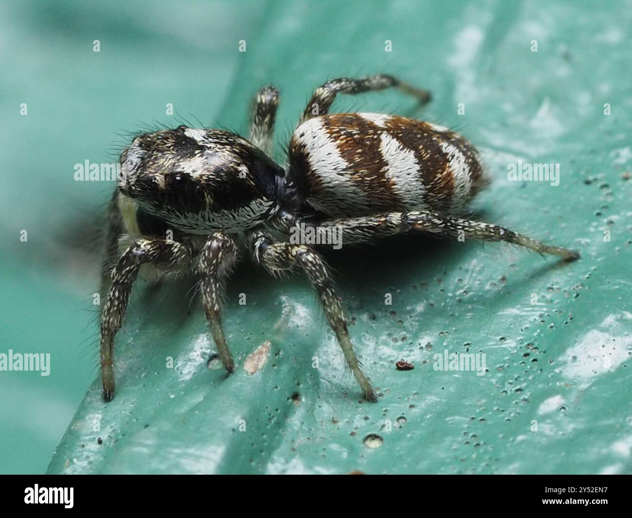 Zebra Jumping Spider (Salticus scenicus) Arachnida Stock Photo - Alamy