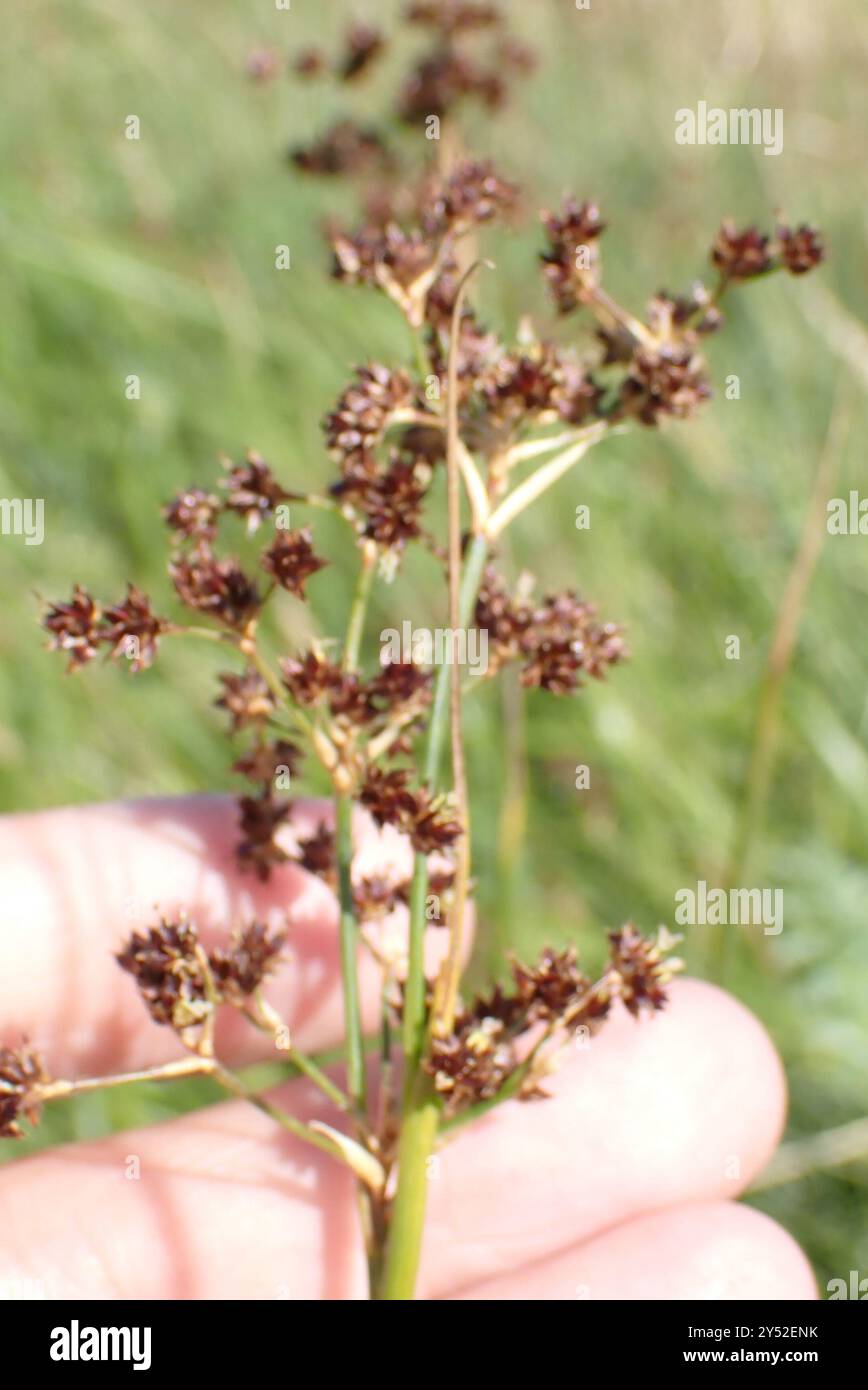 Sharp-flowered Rush (Juncus acutiflorus) Plantae Stock Photo - Alamy