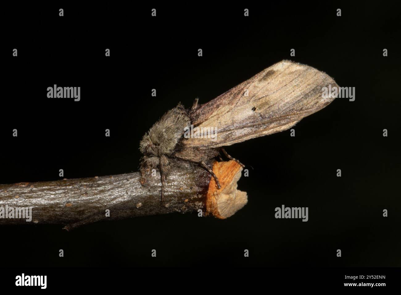 Red-humped Caterpillar Moth (Oedemasia concinna) Insecta Stock Photo ...