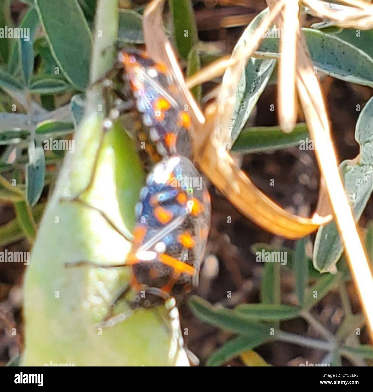 Harlequin Bug (Murgantia histrionica) Insecta Stock Photo - Alamy