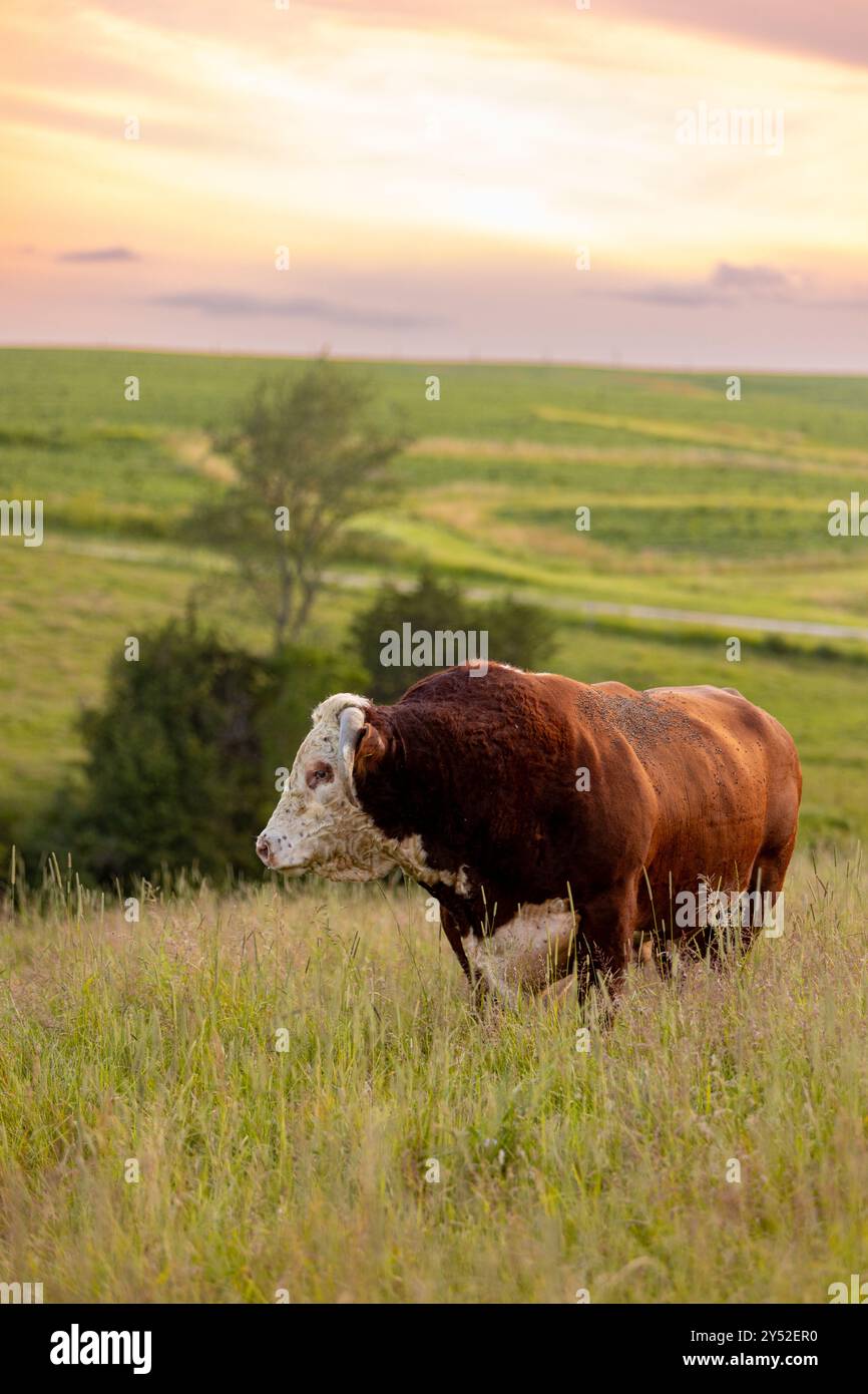 Tall bull hi-res stock photography and images - Alamy