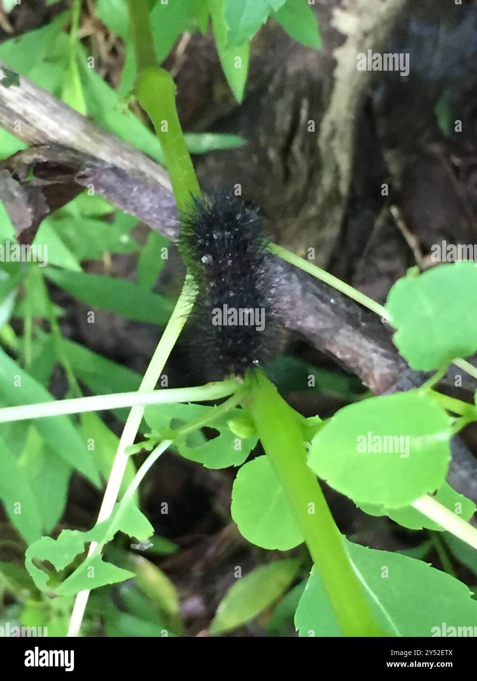 Giant Leopard Moth (Hypercompe scribonia) Insecta Stock Photo - Alamy