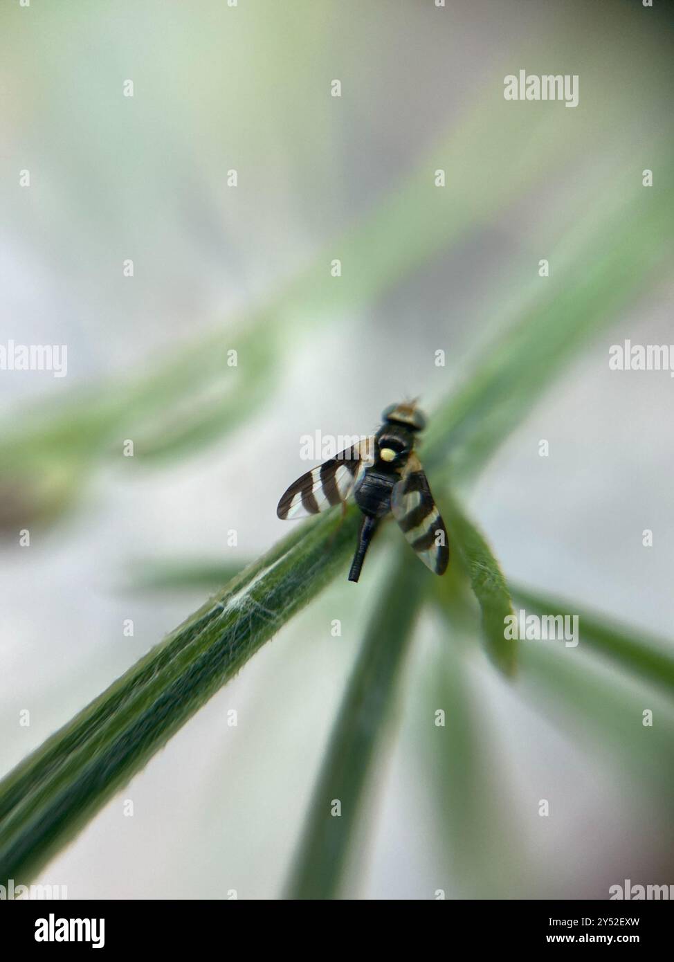 Four-barred Knapweed Gall Fly (Urophora quadrifasciata) Insecta Stock ...
