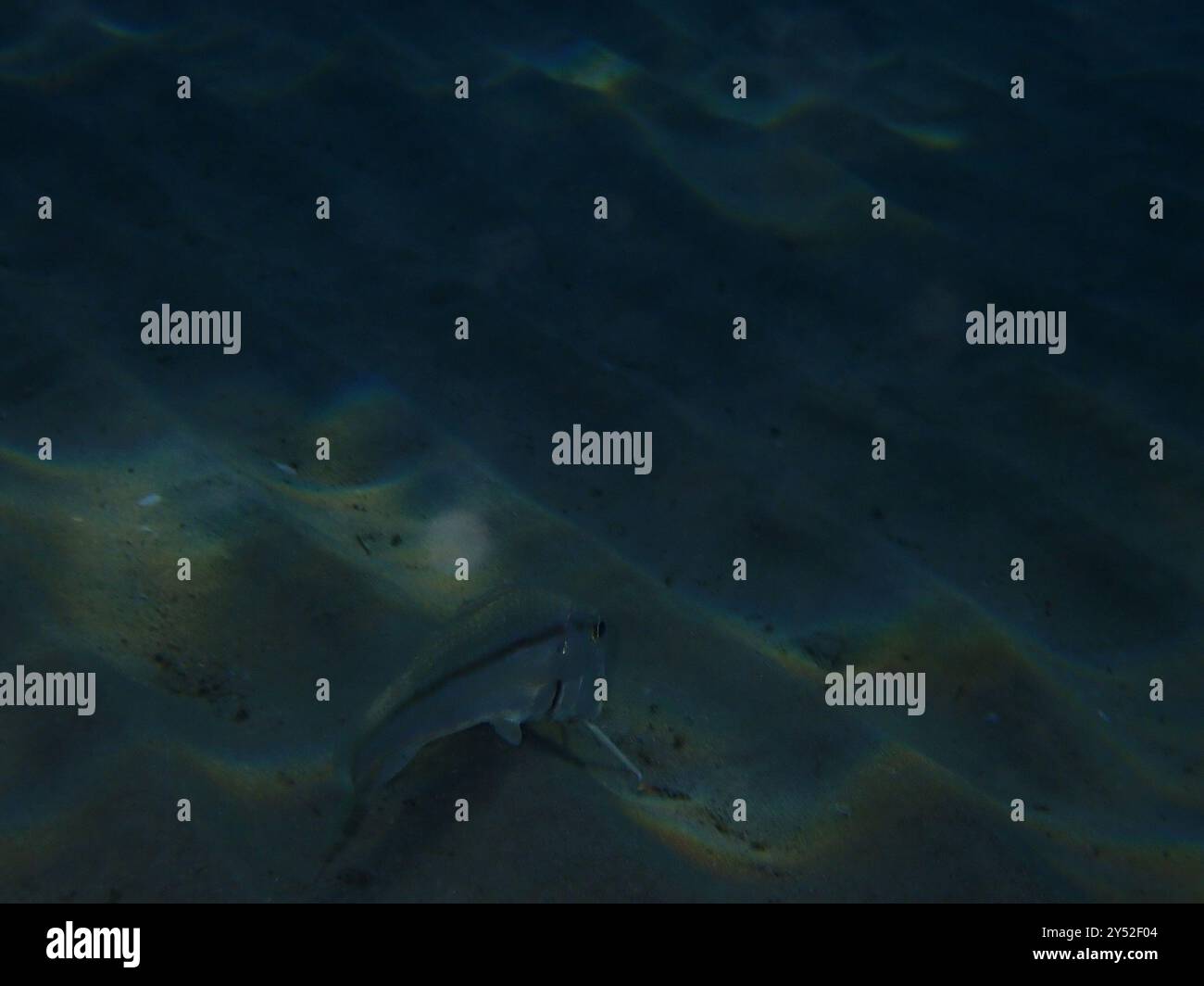 Red Mullet (Mullus barbatus) Actinopterygii Stock Photo - Alamy