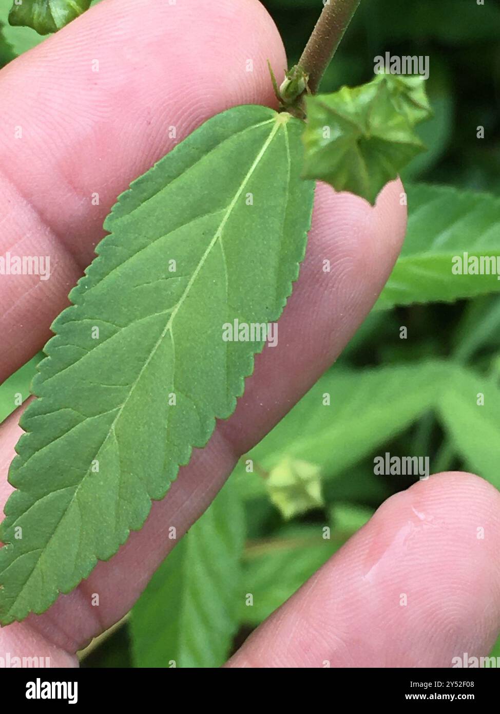 Cuban jute (Sida rhombifolia) Plantae Stock Photo - Alamy