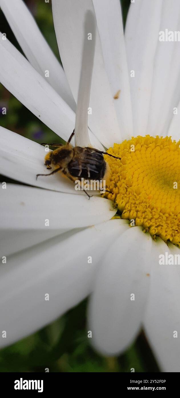 Bee-mimic Beetle (Trichiotinus assimilis) Insecta Stock Photo - Alamy