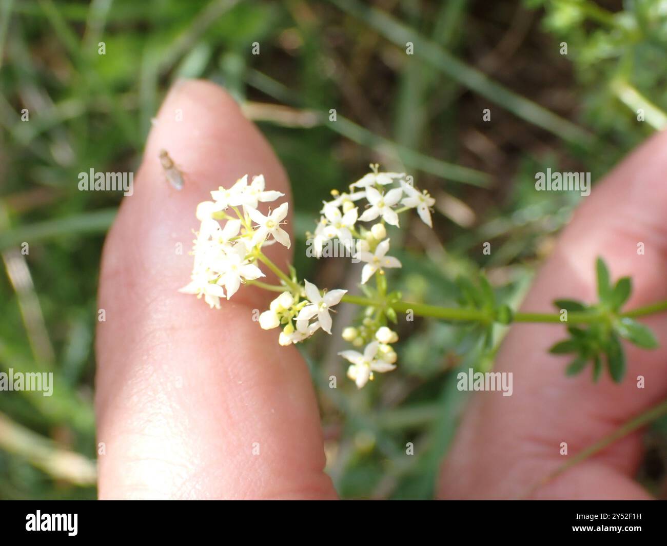 white bedstraw (Galium album) Plantae Stock Photo - Alamy