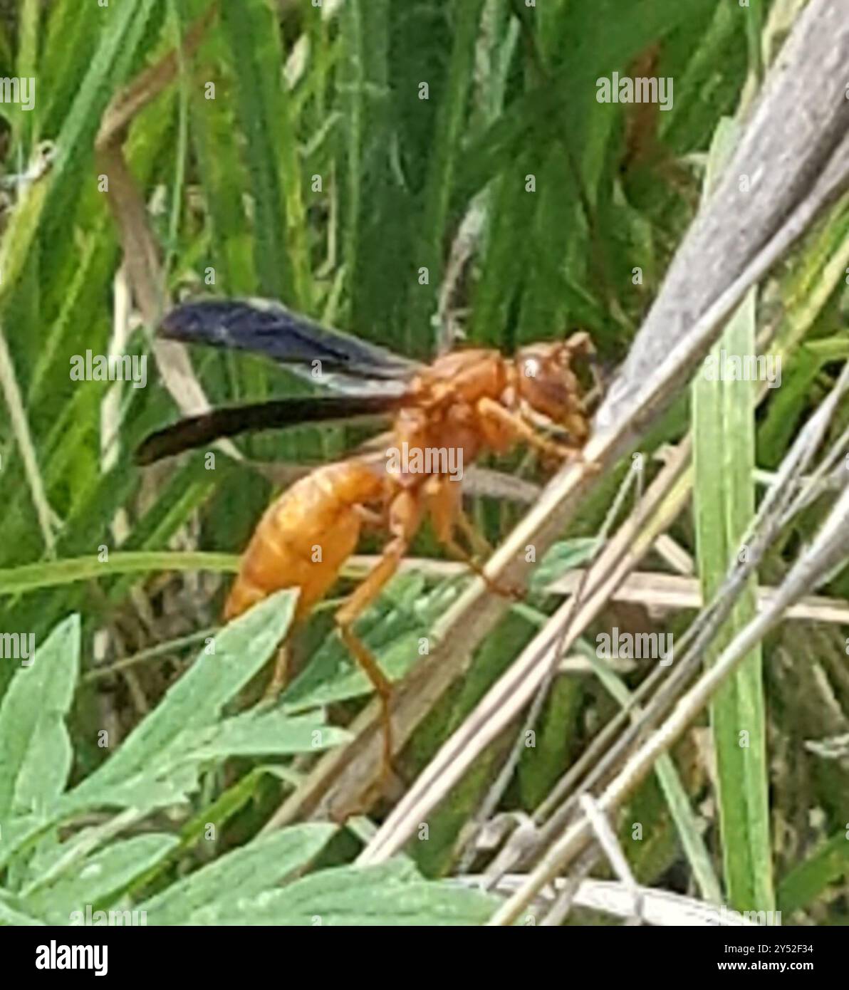 Coarse-backed Red Paper Wasp (Polistes rubiginosus) Insecta Stock Photo ...