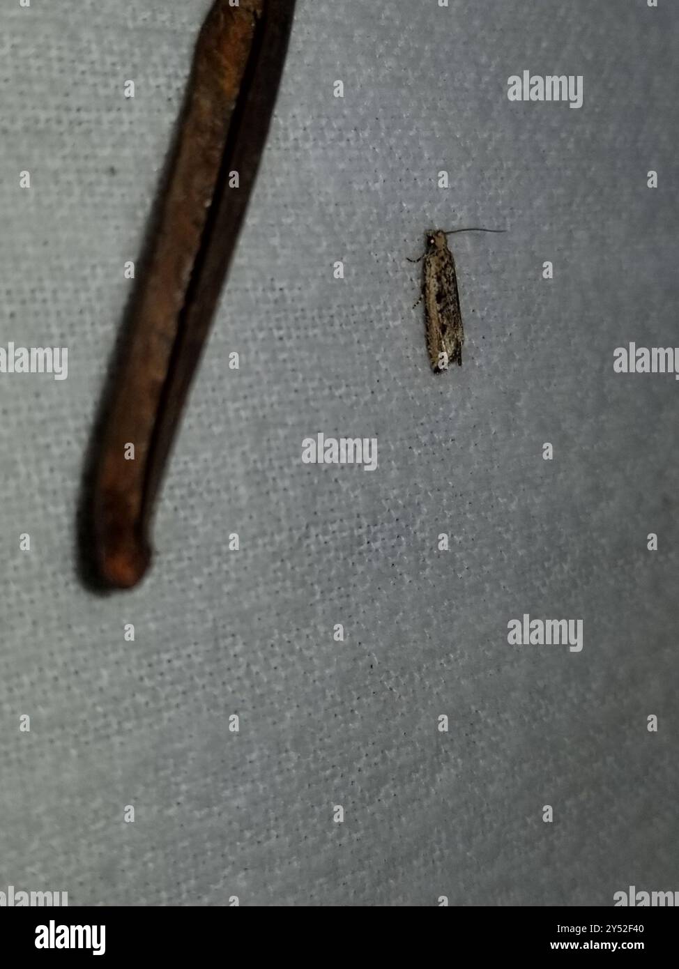 Javelin Moth (Bactra verutana) Insecta Stock Photo - Alamy