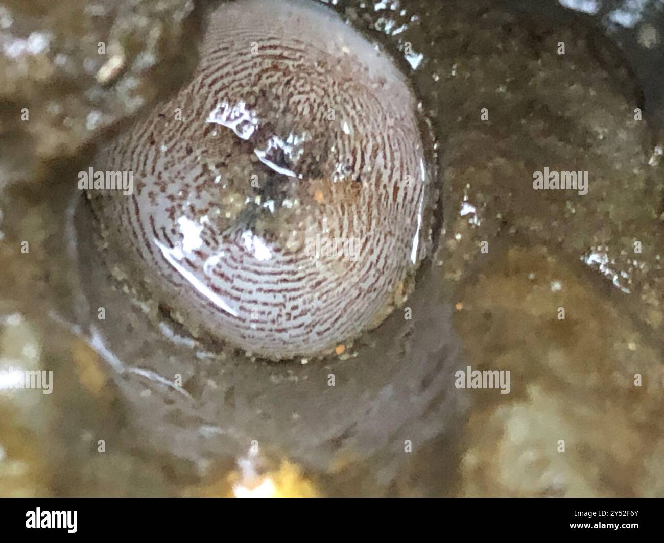 Piddocks and Angelwings (Pholadidae) Mollusca Stock Photo - Alamy