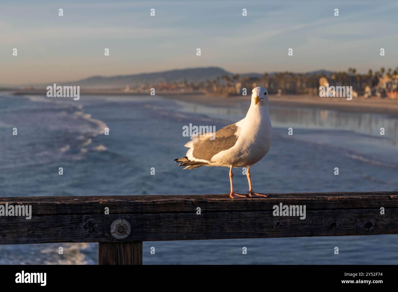 Oceanside birds hi-res stock photography and images - Alamy