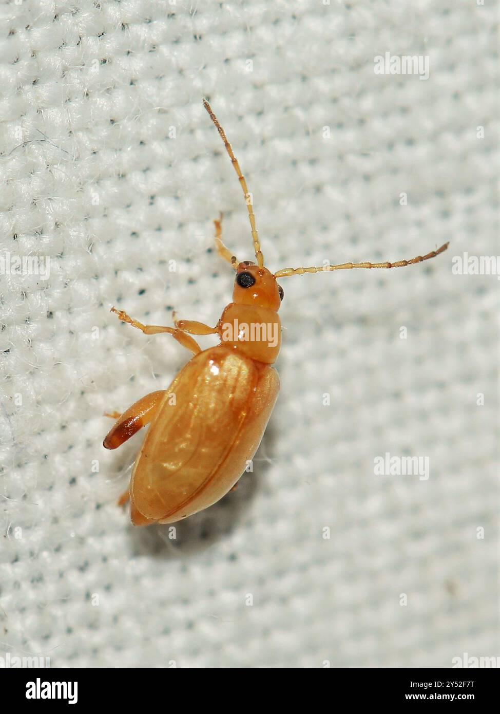 Spurge Flea Beetles (Aphthona) Insecta Stock Photo - Alamy