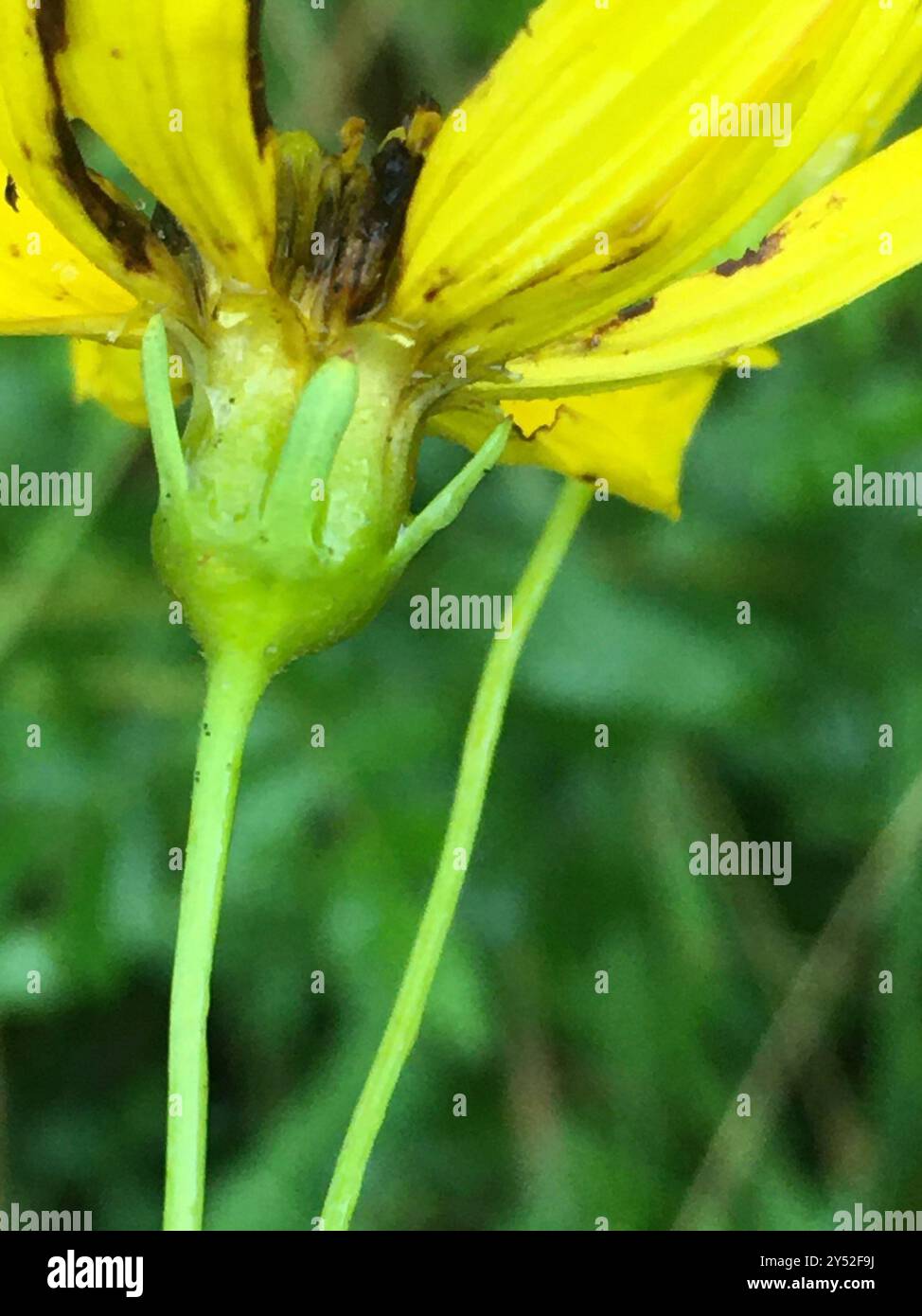 Greater Tickseed (Coreopsis major) Plantae Stock Photo - Alamy
