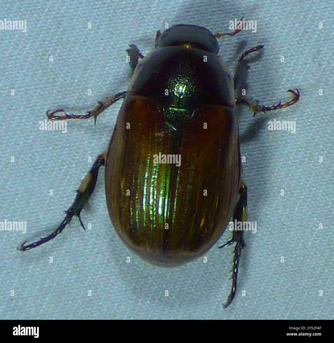 Margined Shining Leaf Chafer (Callistethus marginatus) Insecta Stock ...