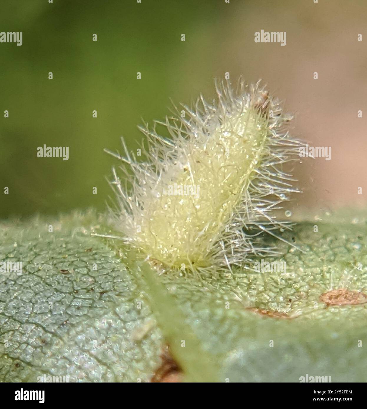 Hickory White-haired Gall Midge (Caryomyia albipilosa) Insecta Stock ...