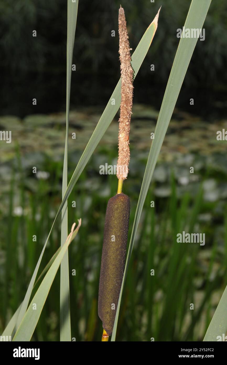 hybrid cattail (Typha × glauca) Plantae Stock Photo - Alamy