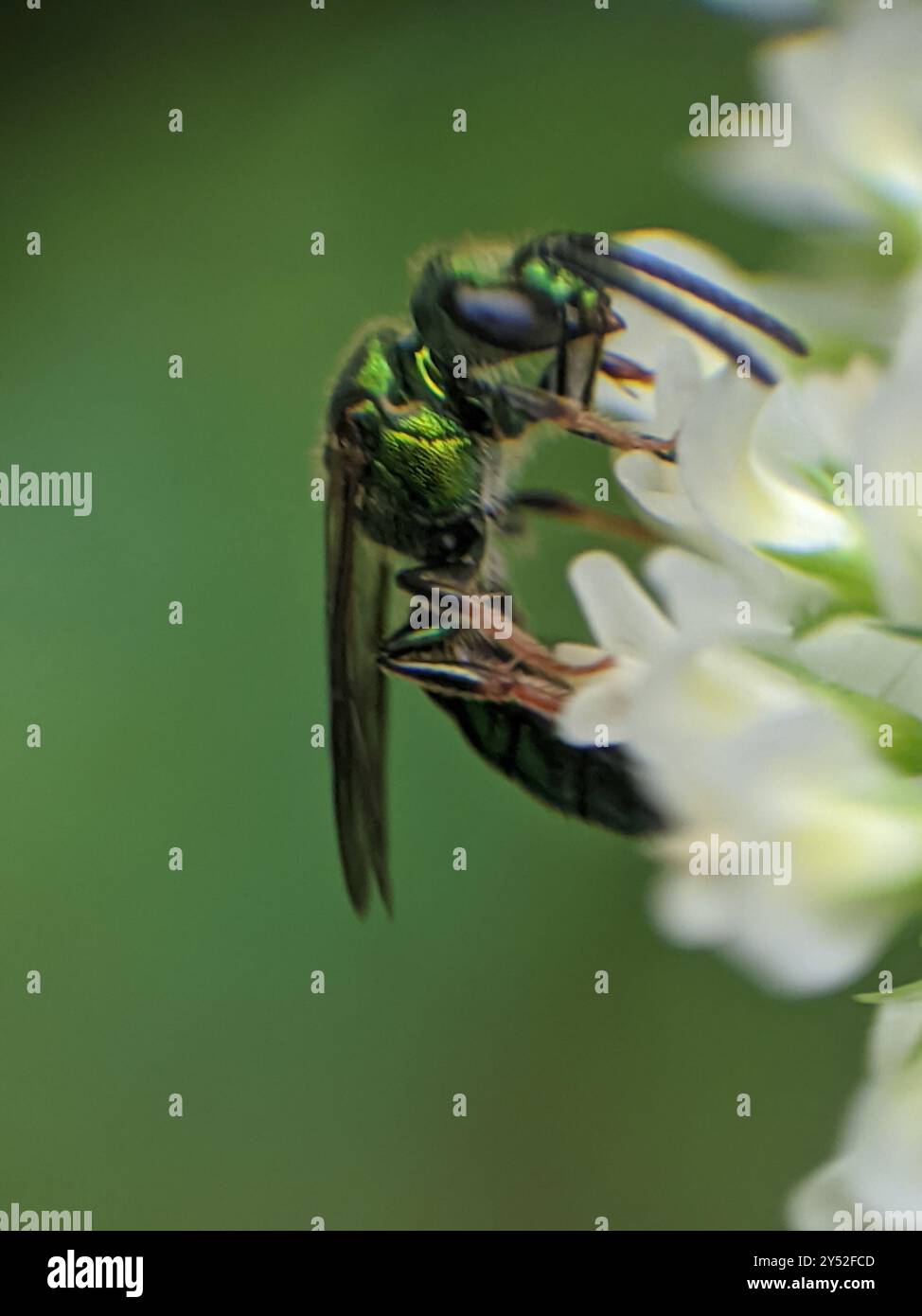 Pure Green Sweat bee (Augochlora pura) Insecta Stock Photo - Alamy