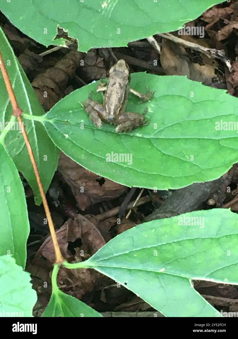 European Common Frog (Rana temporaria) Amphibia Stock Photo - Alamy