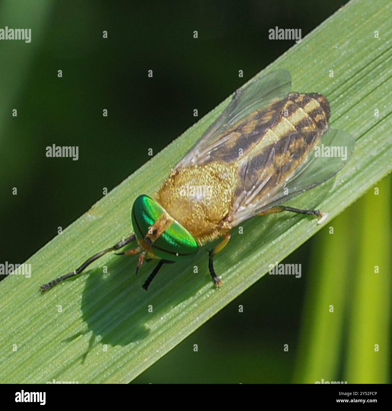 True Horse Flies (Tabanus) Insecta Stock Photo - Alamy